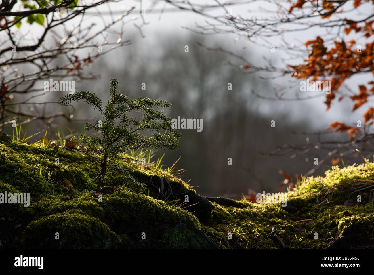 Small evergreen sapling in woodland in Somerset, UK Stock Photo - Alamy