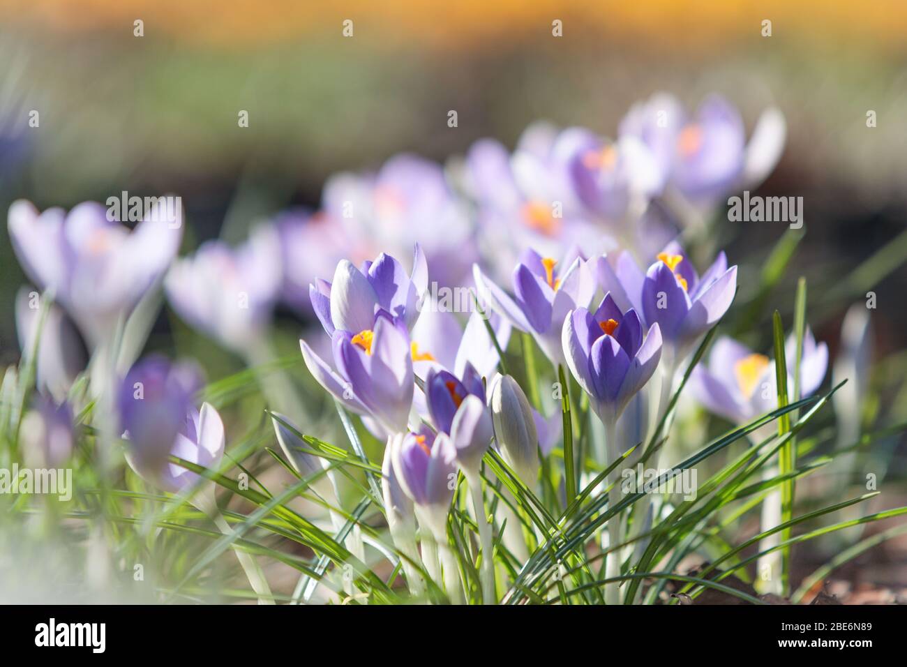 Delicate light blue flowers hi-res stock photography and images - Alamy