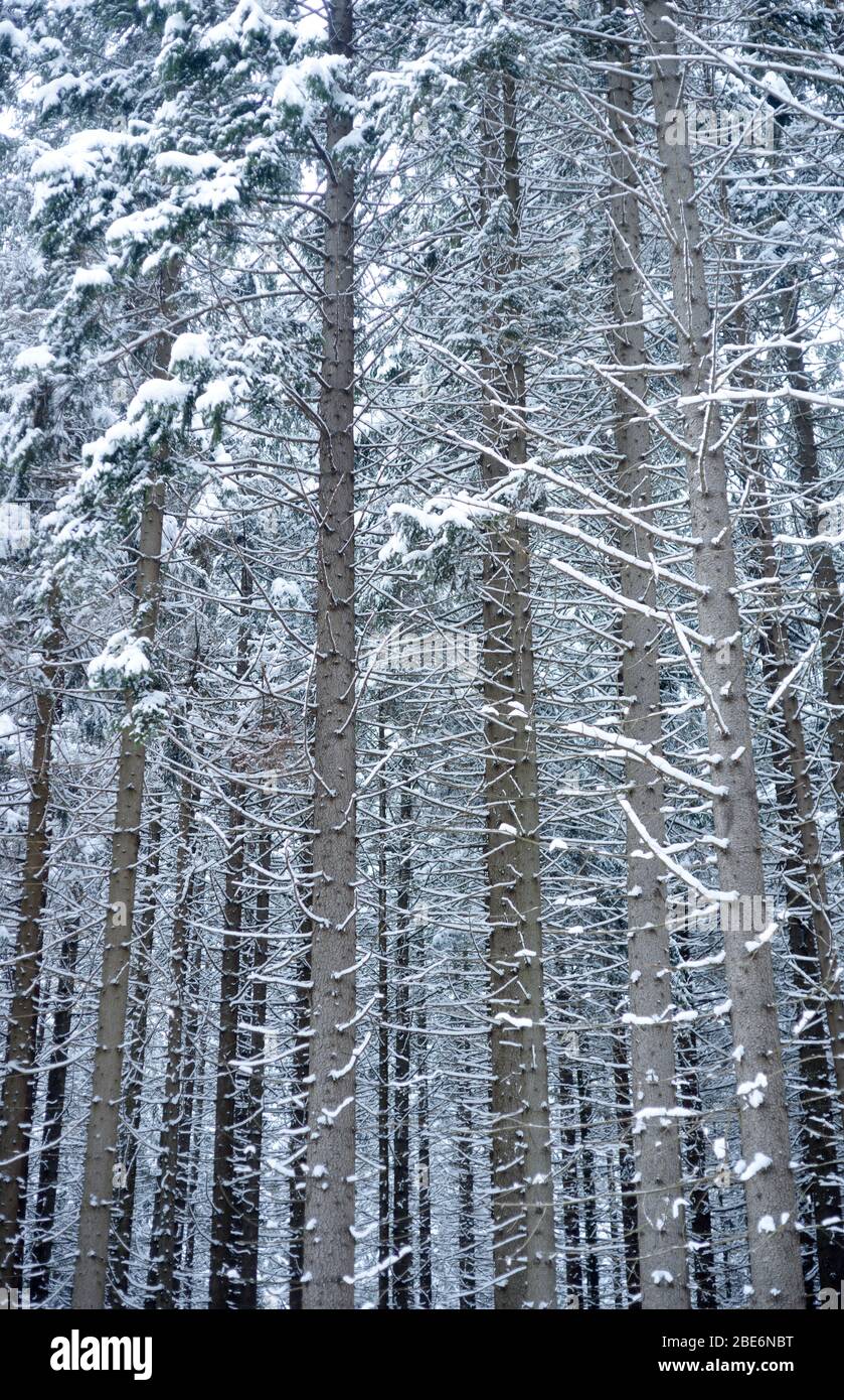 Snow covered trees in a forrest a pattern Stock Photo - Alamy