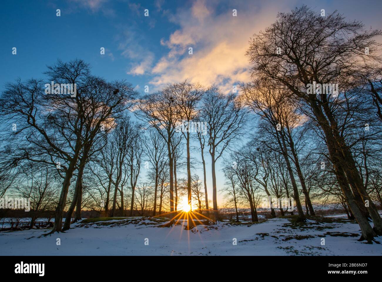 Sunset behind trees with snow on ground and starburst effect Stock ...