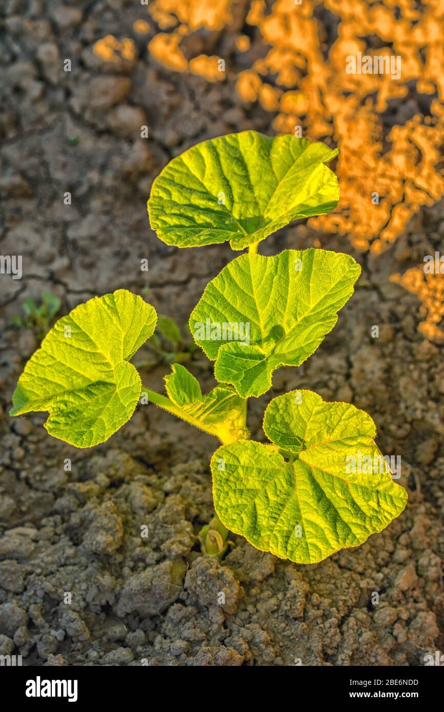 Early spring. Green Young Growing sprout in a garden,toned image Stock ...