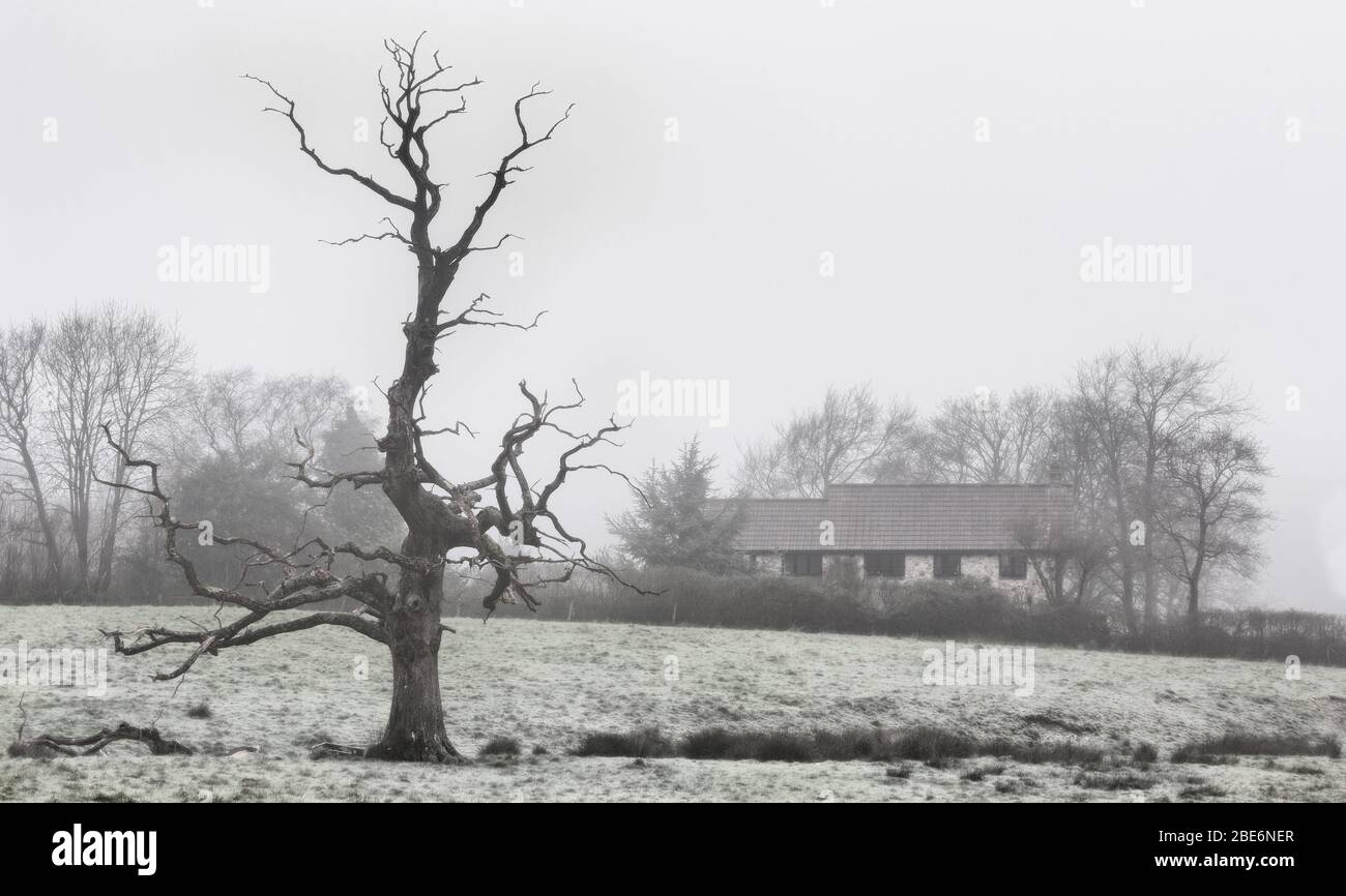 Misty tree hi-res stock photography and images - Alamy