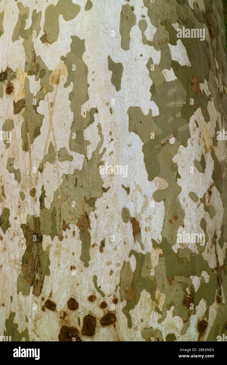 Sycamore wood texture hi-res stock photography and images - Alamy