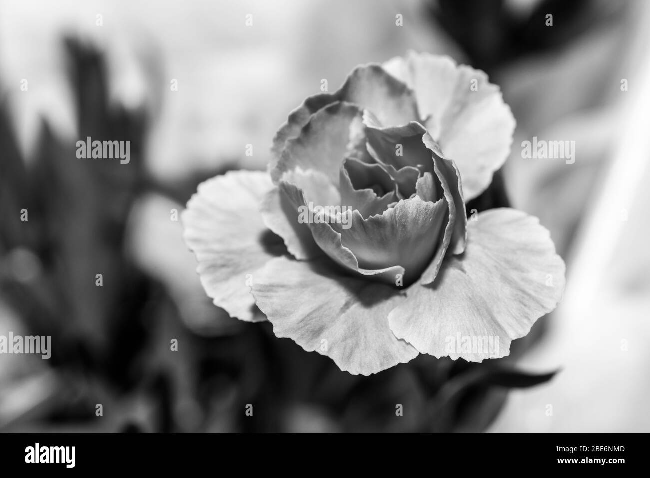 Close up carnation Black and White Stock Photos & Images - Alamy