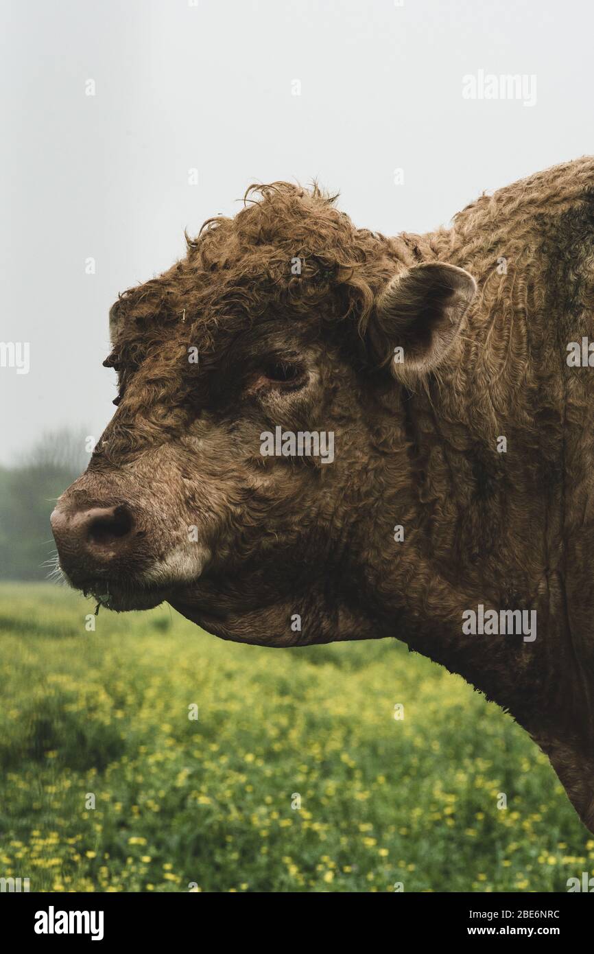 Cow headshot hi-res stock photography and images - Alamy