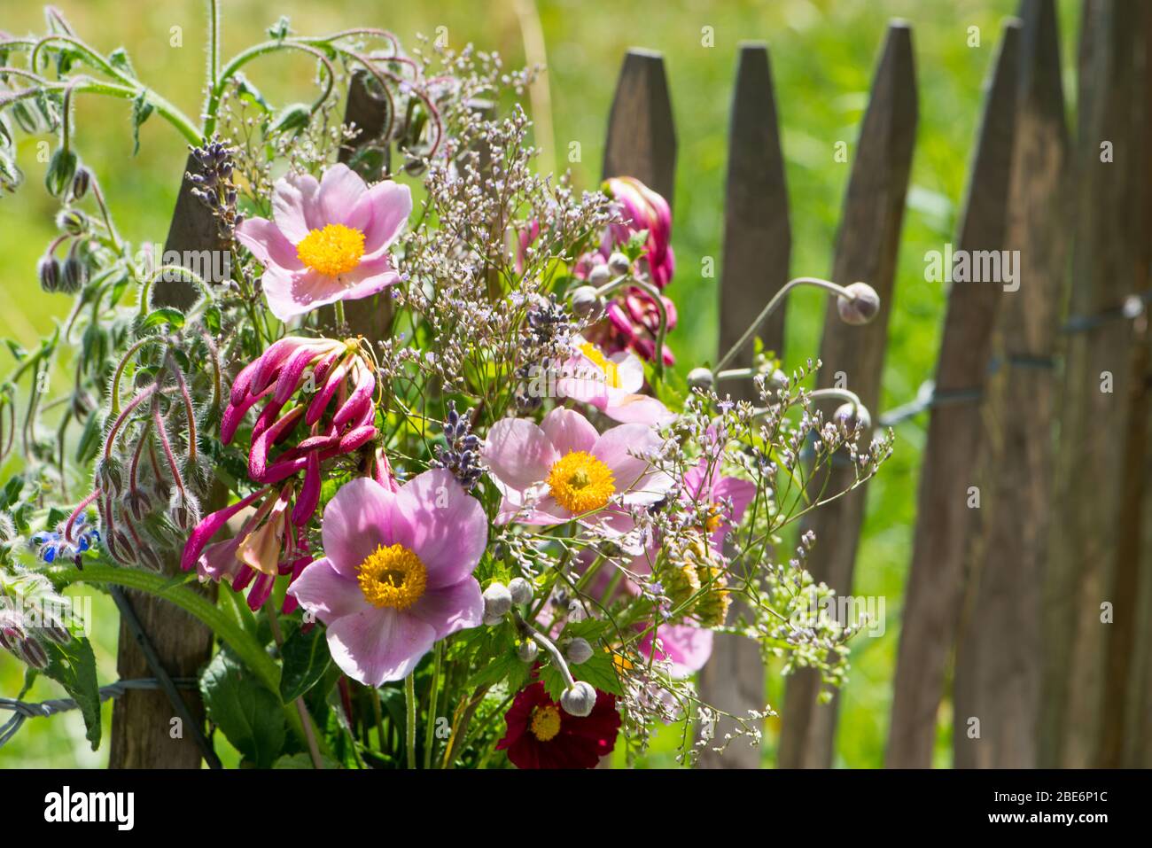 Colorful cosmea flowers in a garden Stock Photo - Alamy