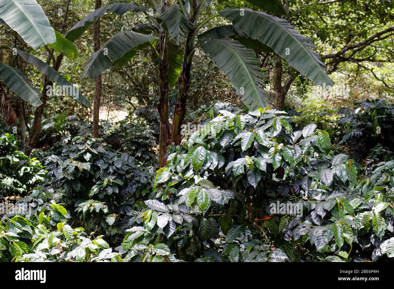 Arabian coffee Coffea arabica from Colombia Stock Photo - Alamy