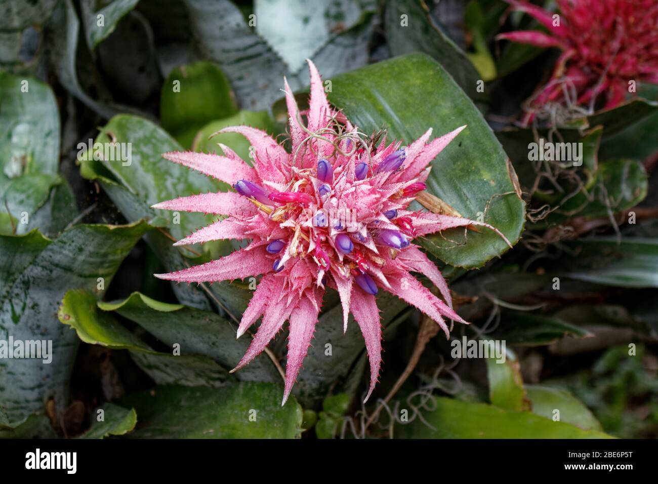 Ananas flower hi-res stock photography and images - Alamy