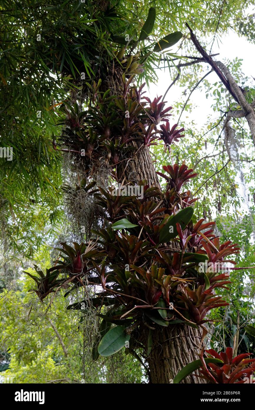 Colombia orchids hi-res stock photography and images - Alamy