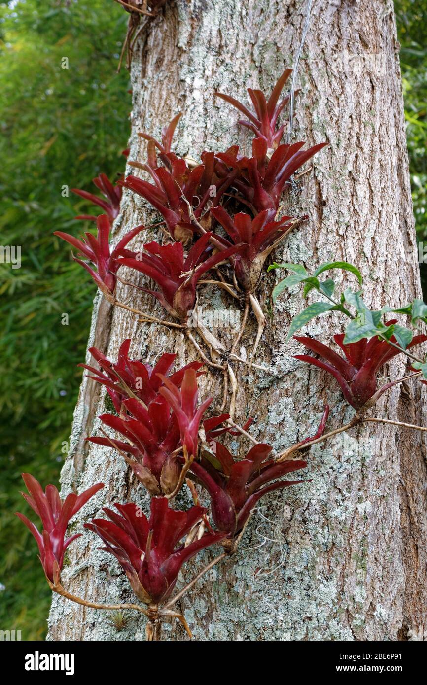 Wild orchids growing on tree hi-res stock photography and images - Alamy