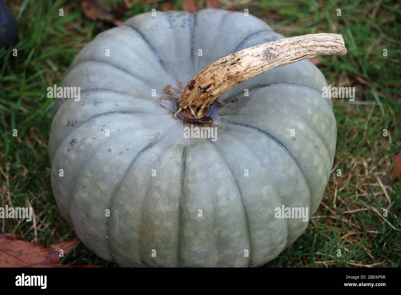 Queensland blue pumpkin squash variety of Cucurbita maxima, with grass ...