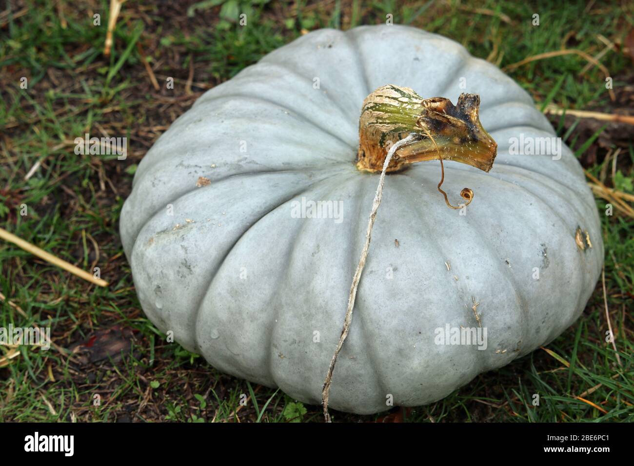 Cultivar of cucurbita maxima hi-res stock photography and images - Alamy