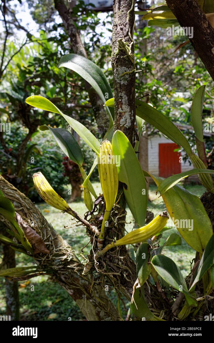 Orchids on tree in Colombia Stock Photo - Alamy
