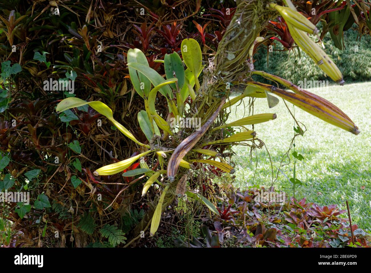 Orchids on tree in Colombia Stock Photo - Alamy
