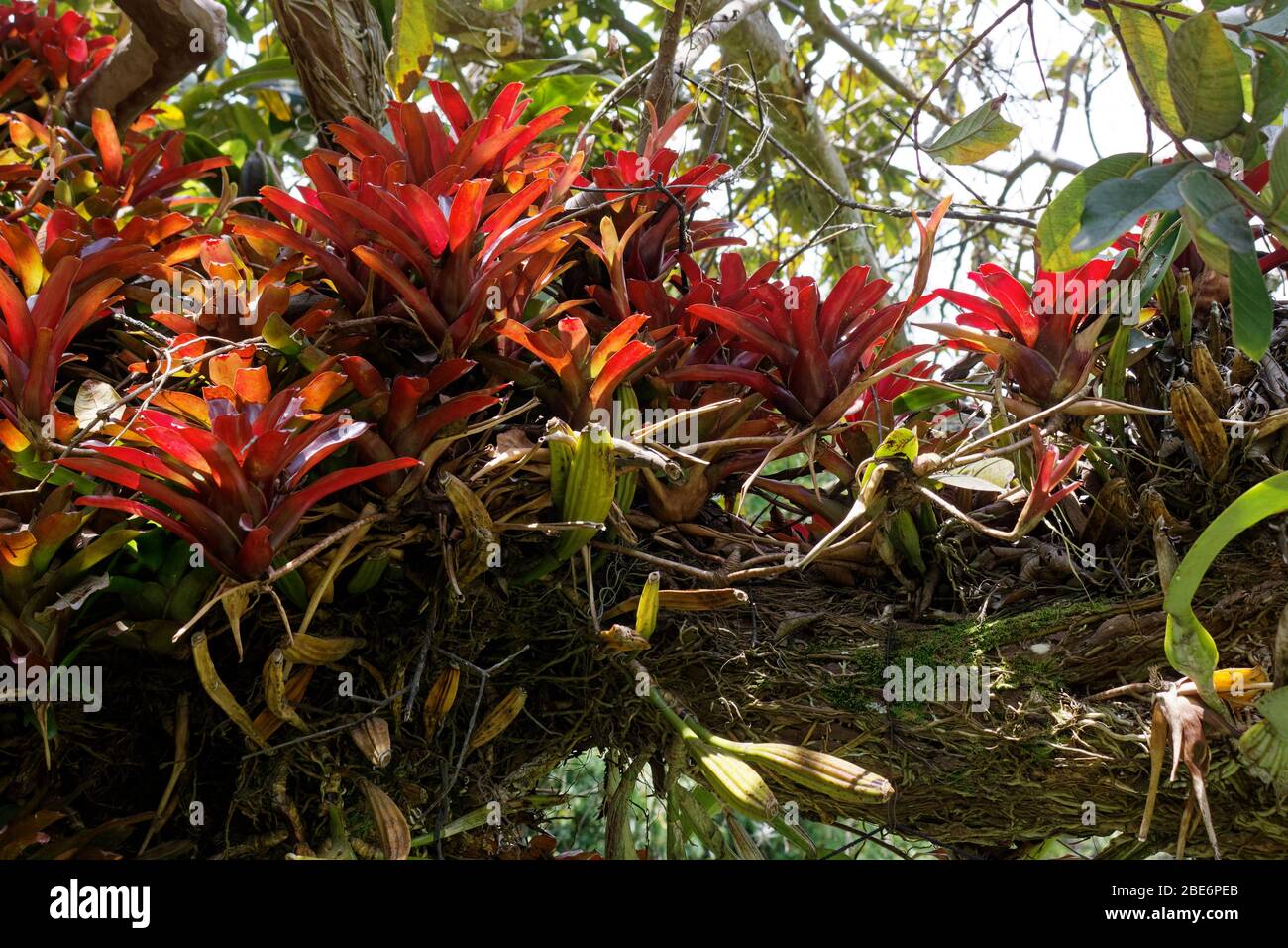 Wild orchids growing on tree hi-res stock photography and images - Alamy