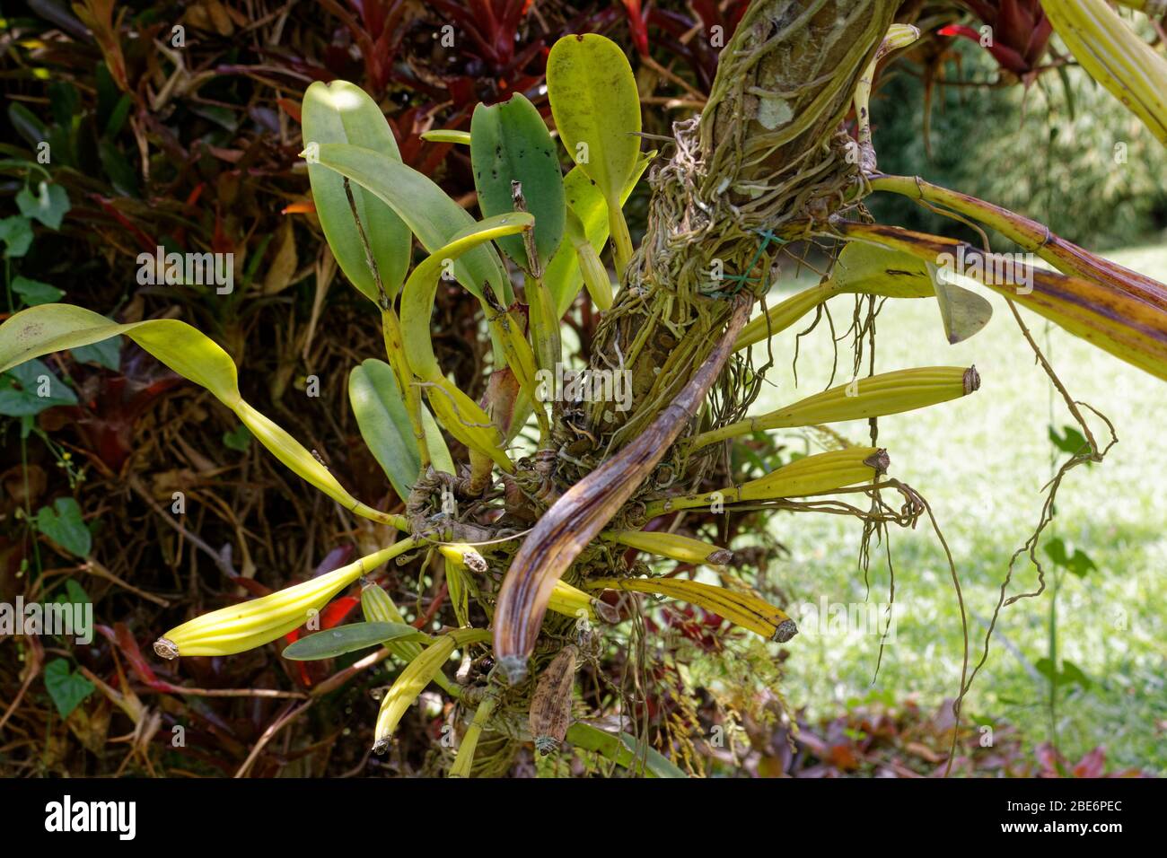Colombia orchids hi-res stock photography and images - Alamy