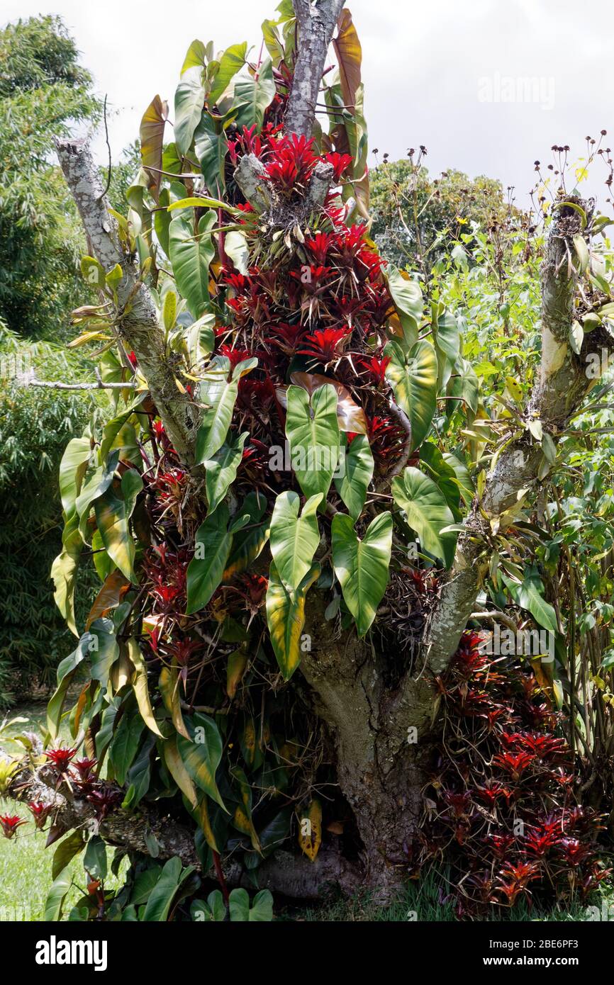 Wild orchids growing on tree hi-res stock photography and images - Alamy