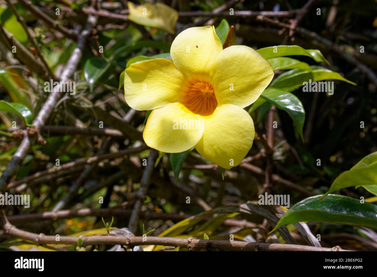Allamanda cathartica, commonly called golden trumpet, trumpetvine or ...