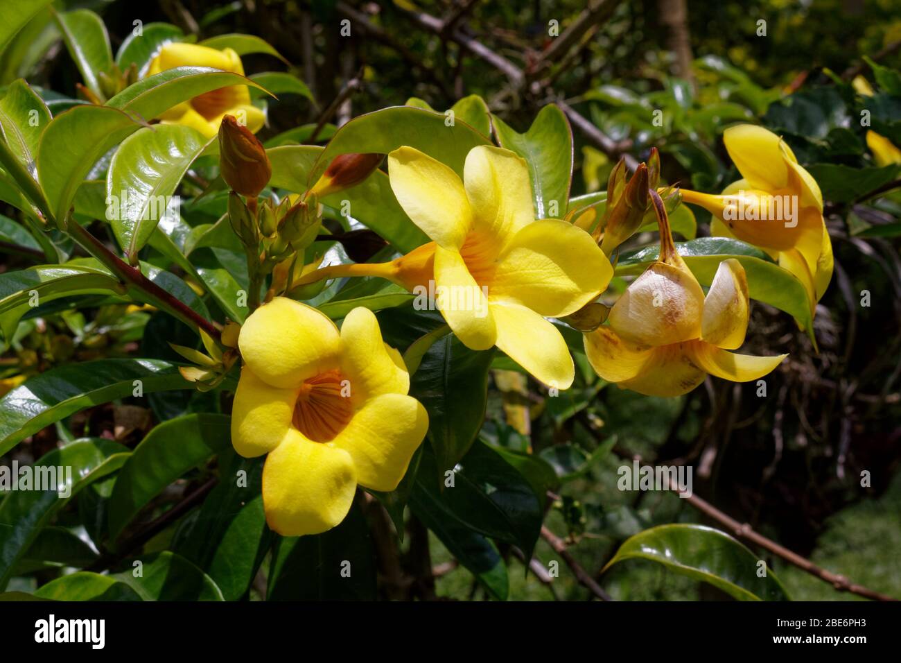 Allamanda cathartica, commonly called golden trumpet, trumpetvine or ...