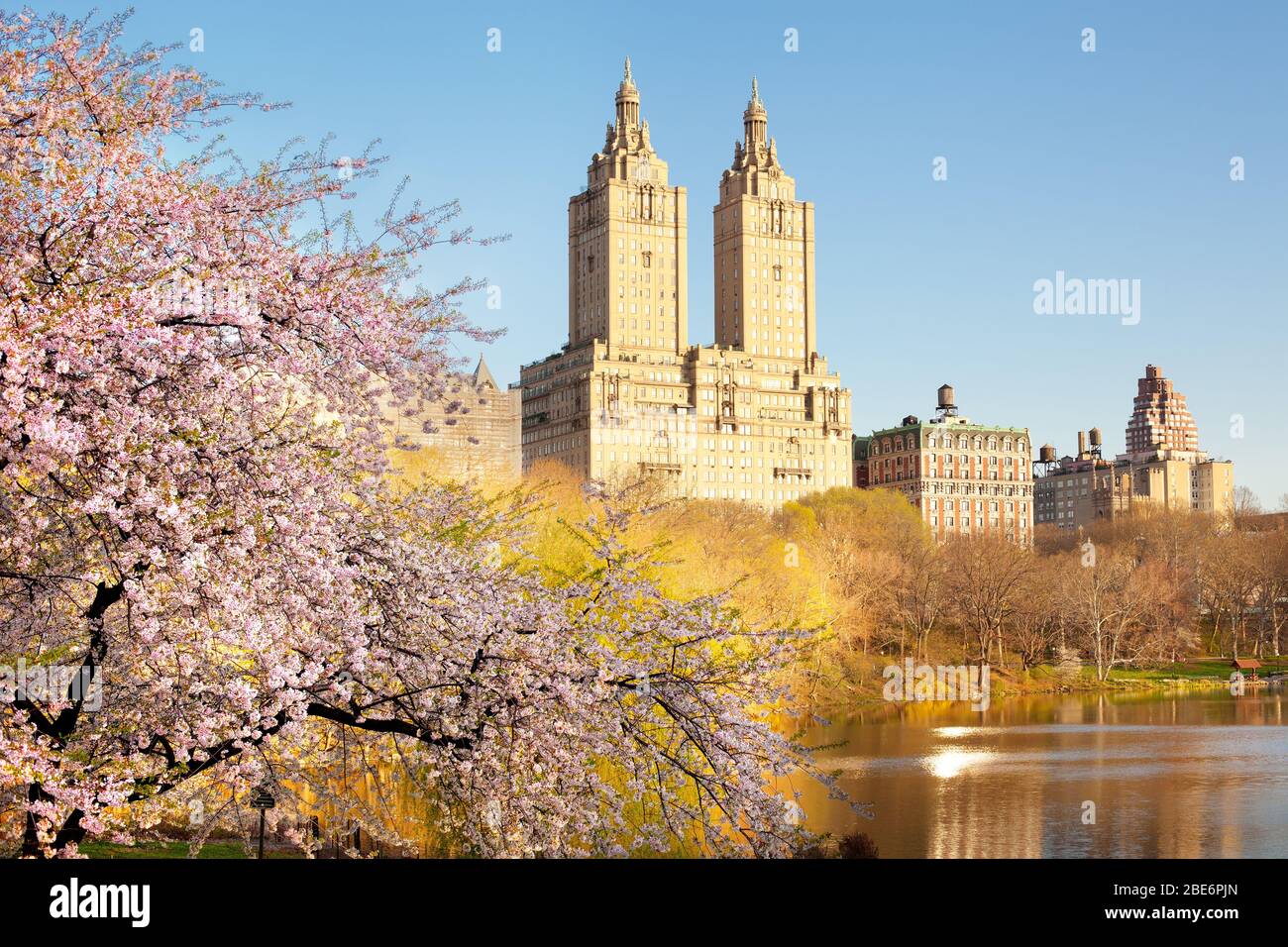 cherry blossom at the Lake at Central Park and skyline of buildings in ...