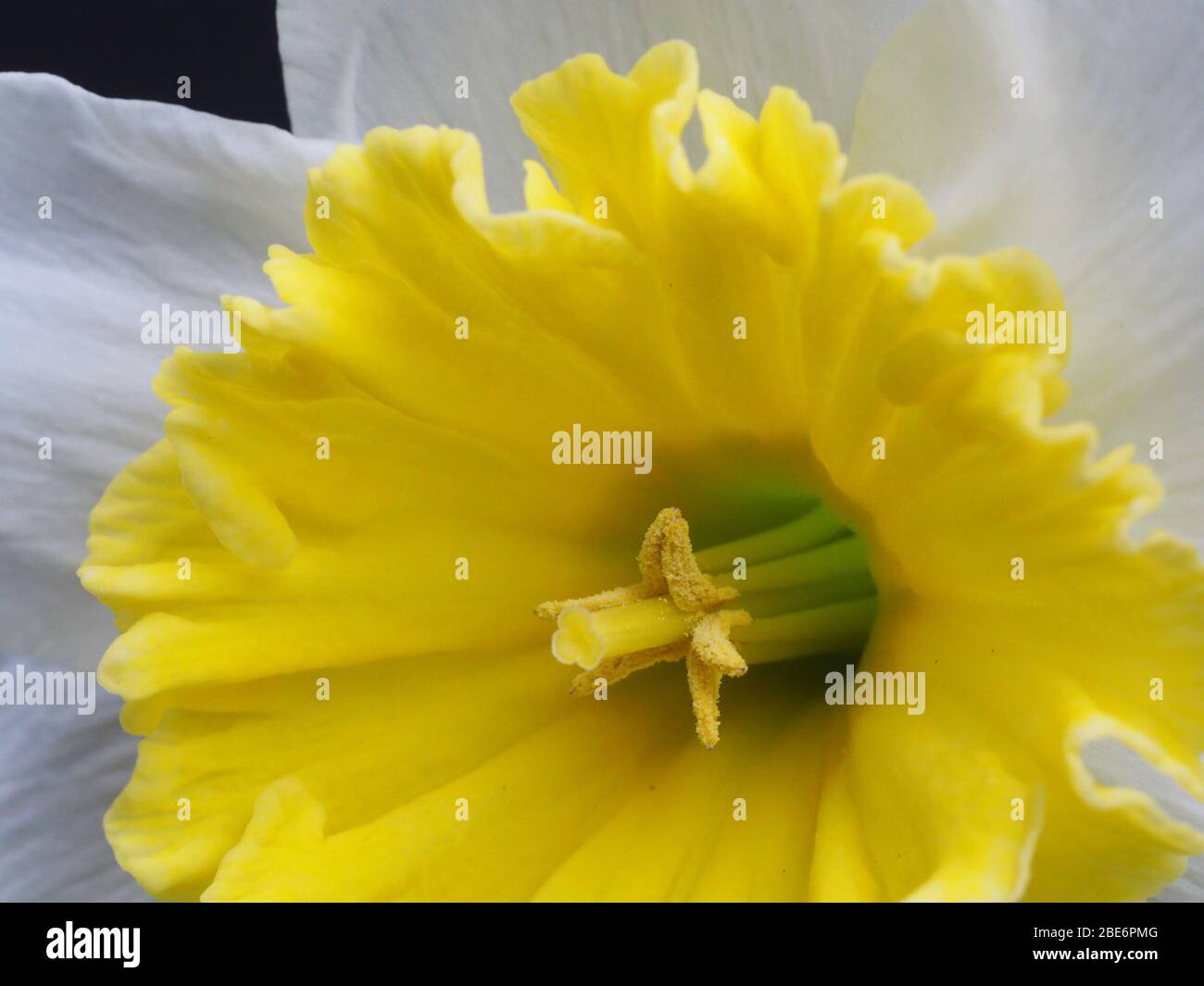 Cheerful golden yellow spring flowers hi-res stock photography and ...