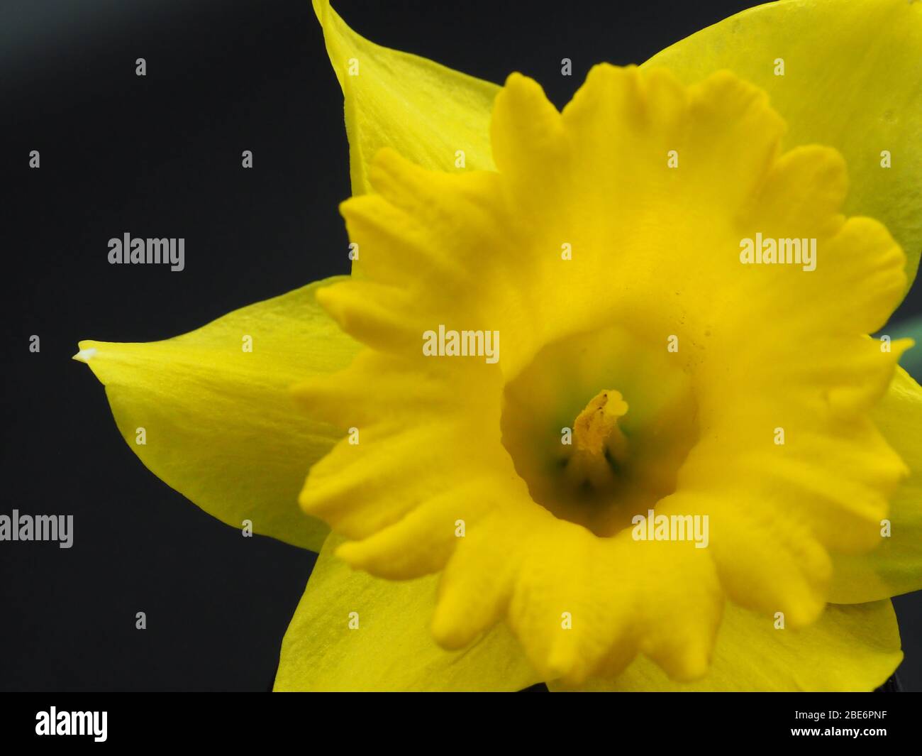 Frilly blooms hi-res stock photography and images - Alamy