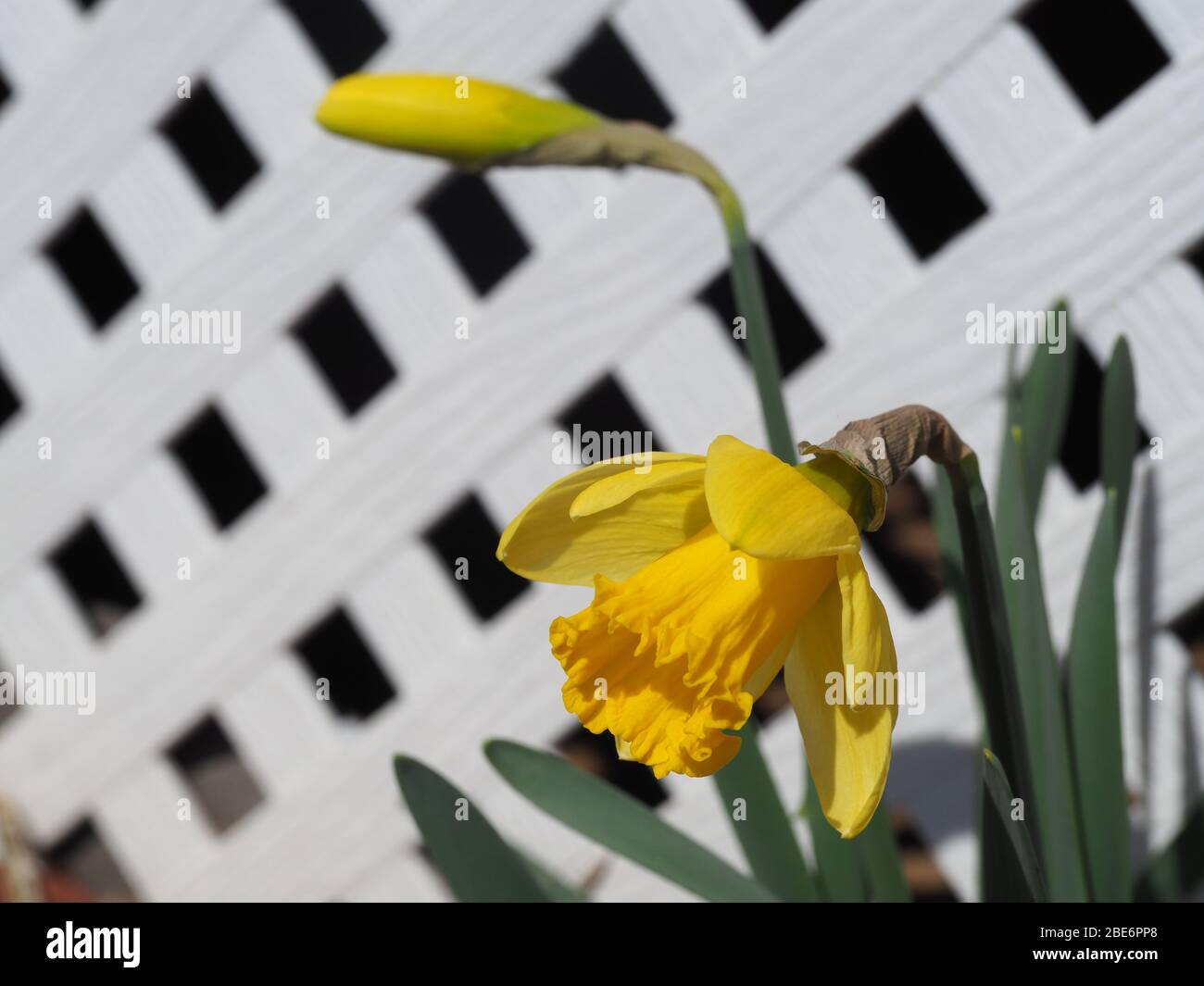 Cheerful daffodils hi-res stock photography and images - Alamy