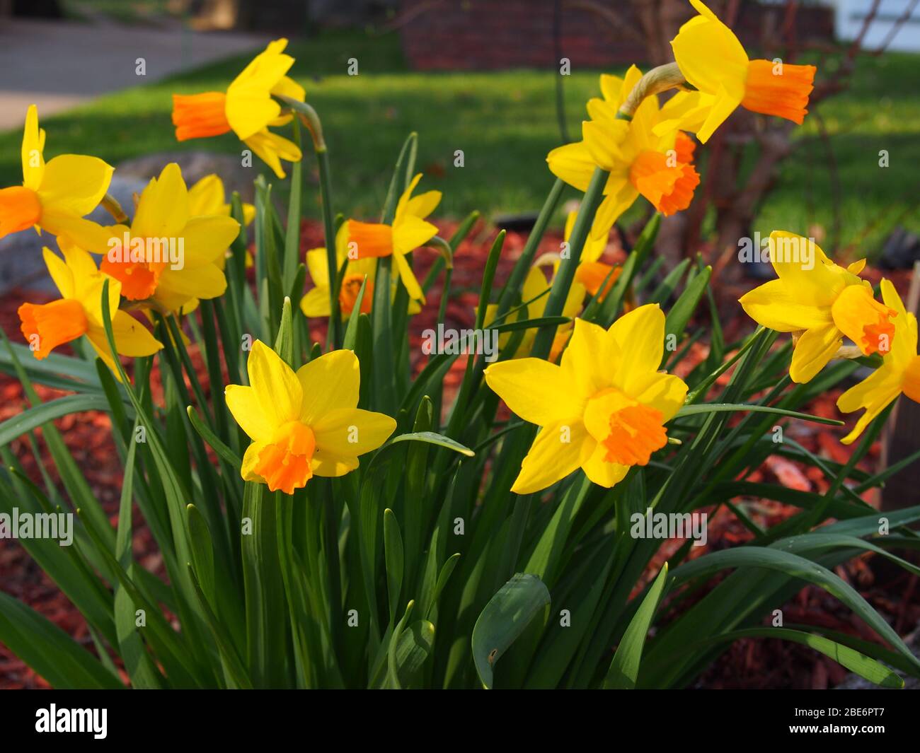 Happy daffodils hi-res stock photography and images - Alamy