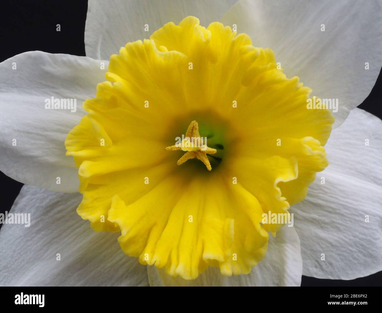 Macro Shot Of Frilly Daffodil Stock Photo - Alamy
