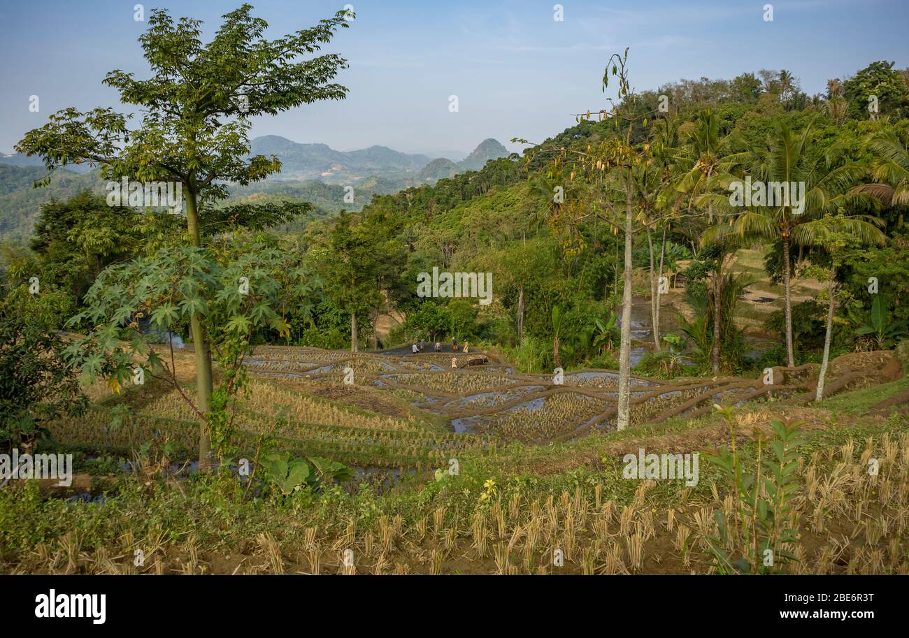 Java indonesia rice paddies hi-res stock photography and images - Alamy