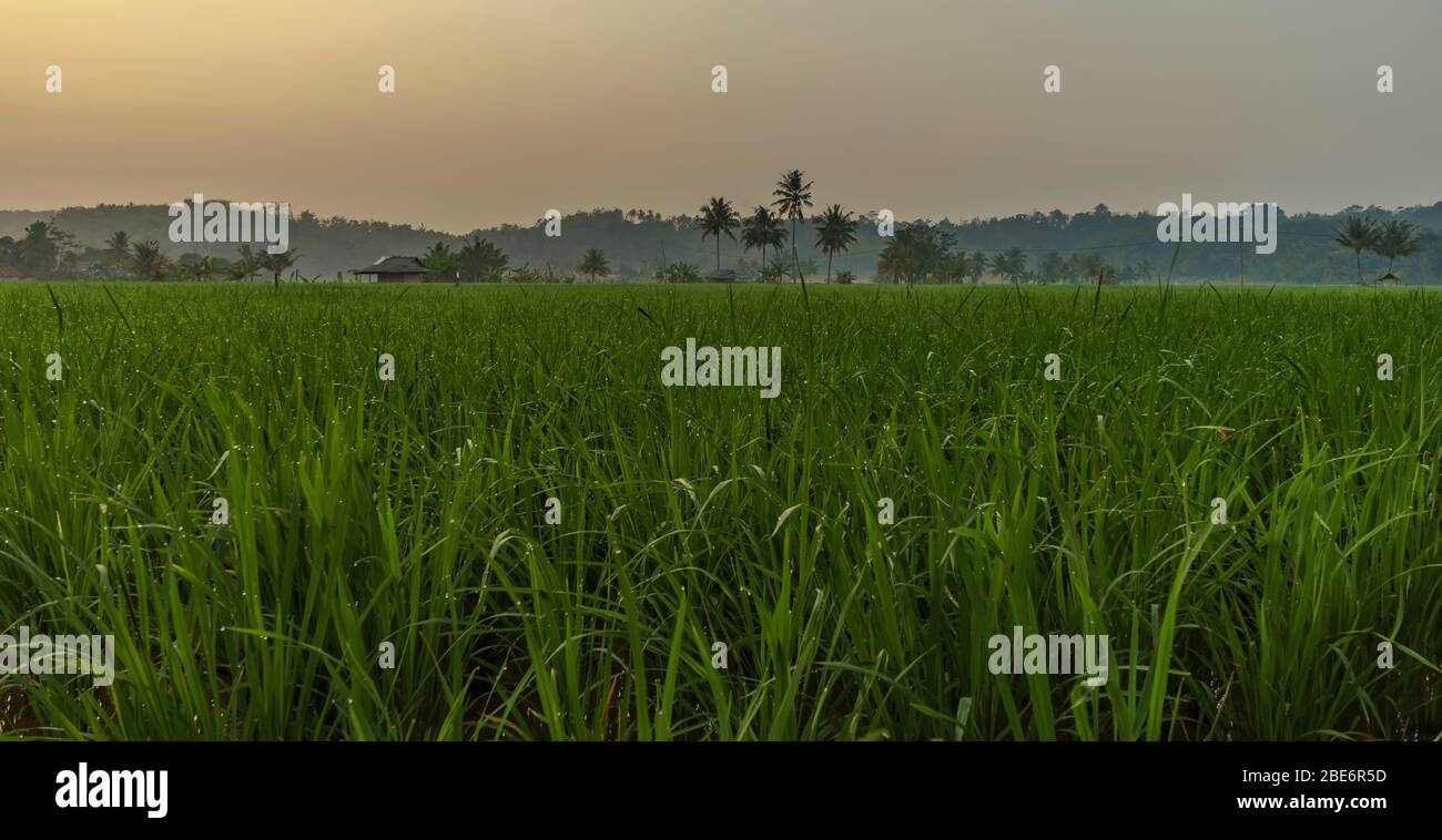Java indonesia rice paddies hi-res stock photography and images - Alamy