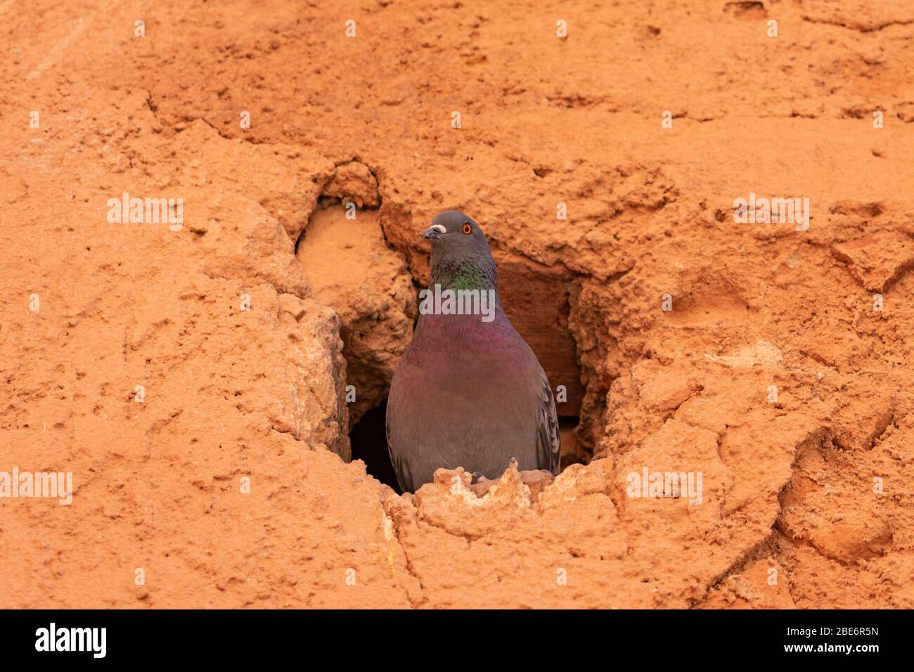 Pigeon hole hi-res stock photography and images - Alamy