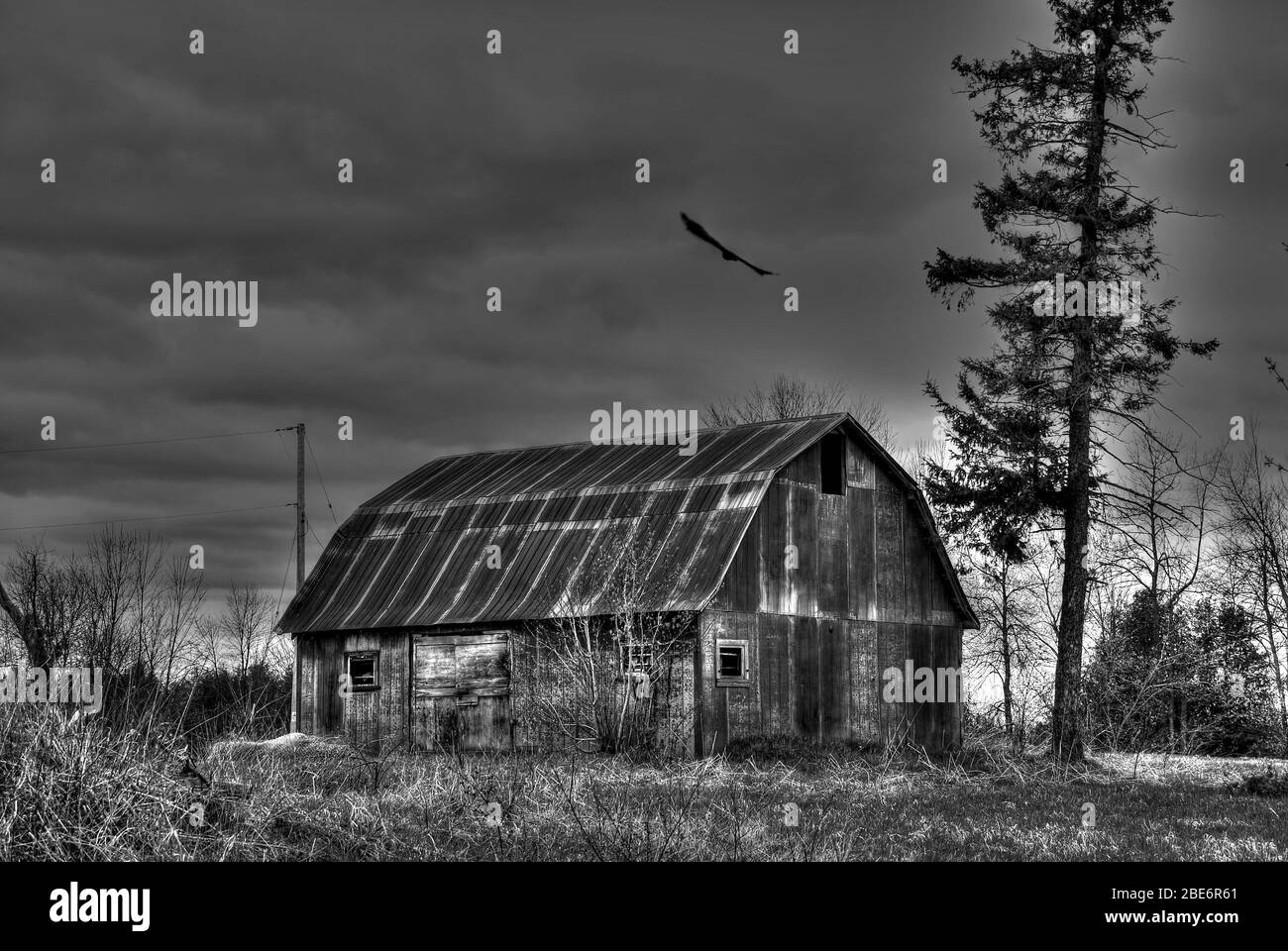 Vulture over barn Stock Photo - Alamy