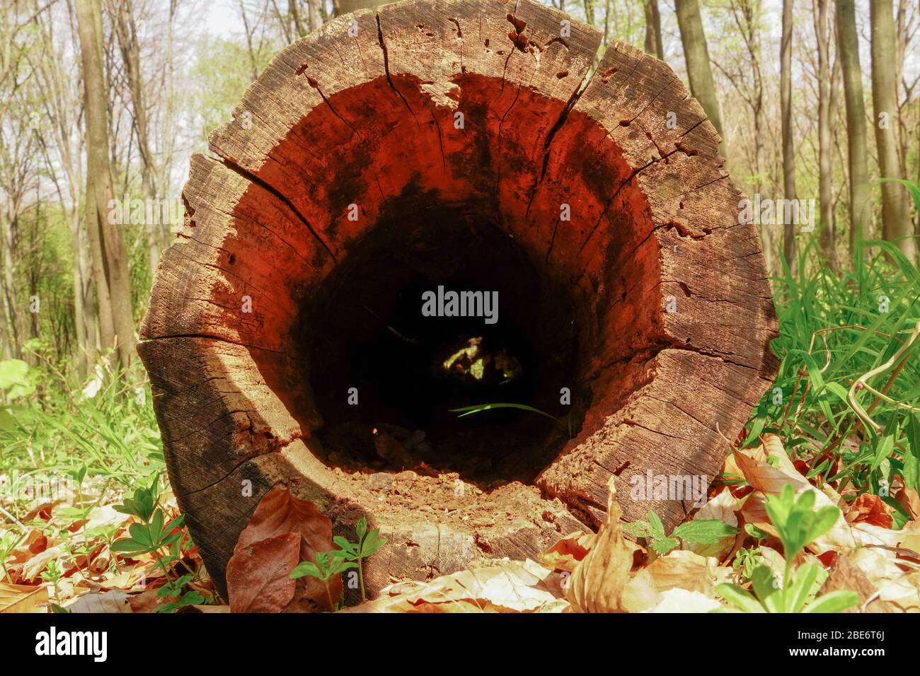 Oak tree trunk hole hi-res stock photography and images - Alamy