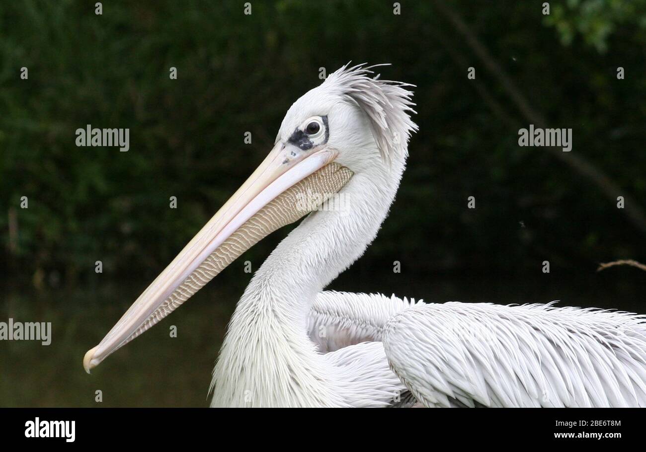 Close up image of pelican head Pelecanus onocrotal Stock Photo - Alamy