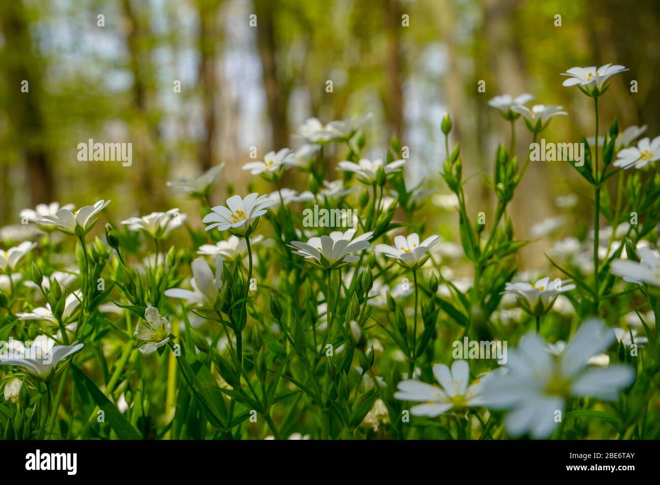 Beautiful white flowers in spring Stock Photo - Alamy