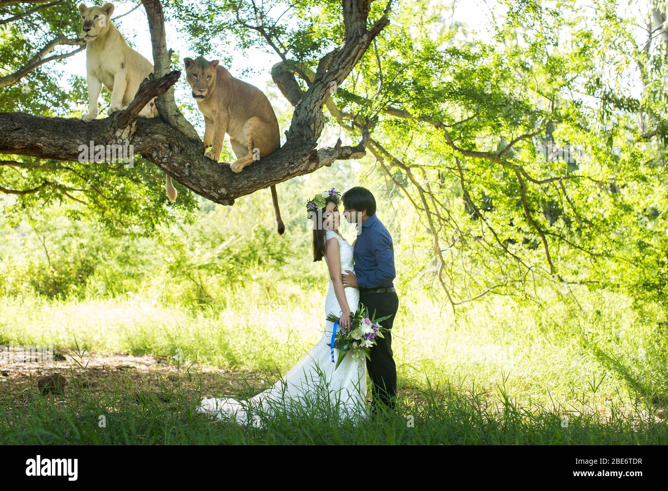 The Lion Bride High Resolution Stock Photography and Images - Alamy