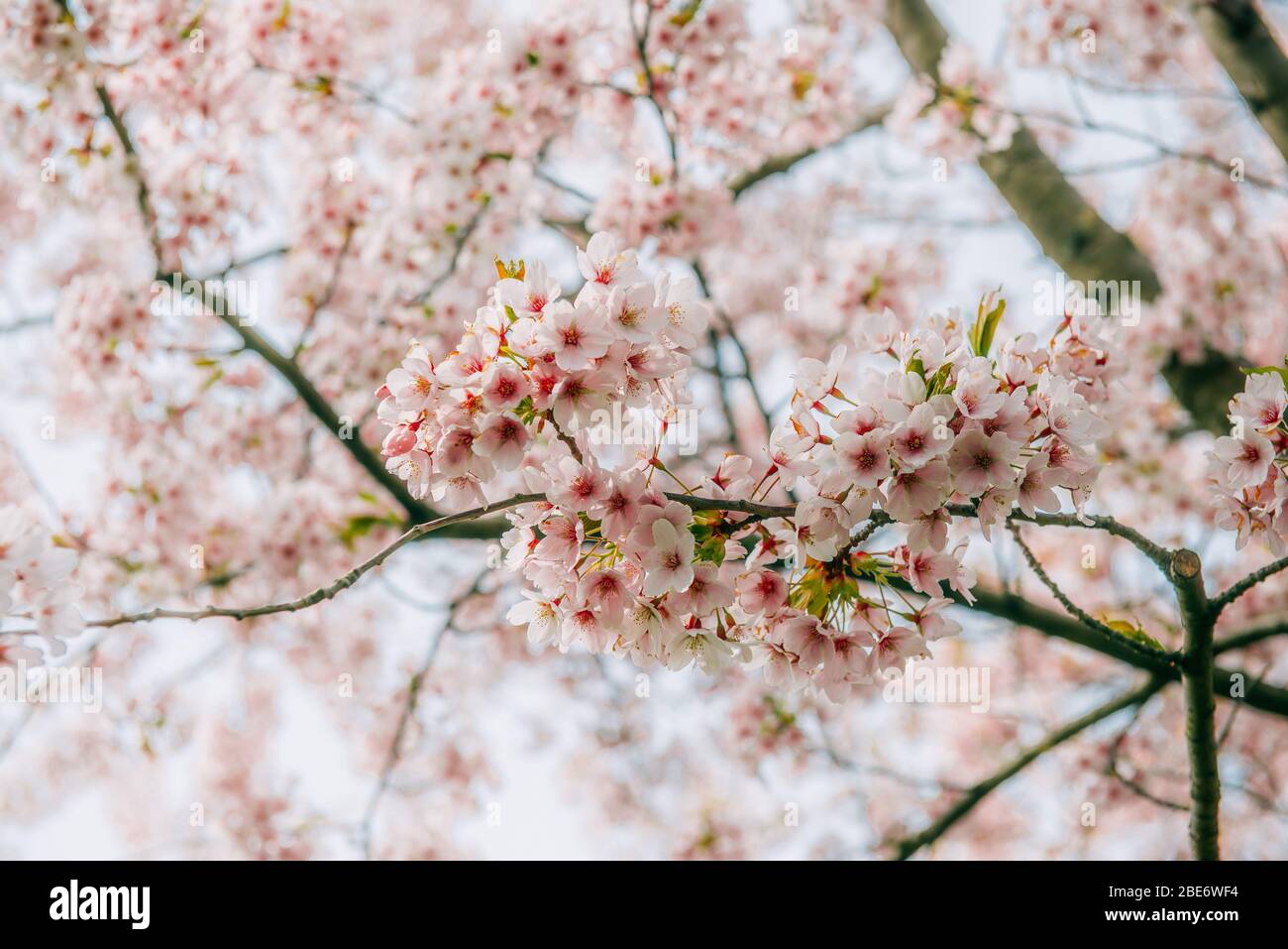 Close up detail photograph of cherry blossom (genus prunus) trees in ...