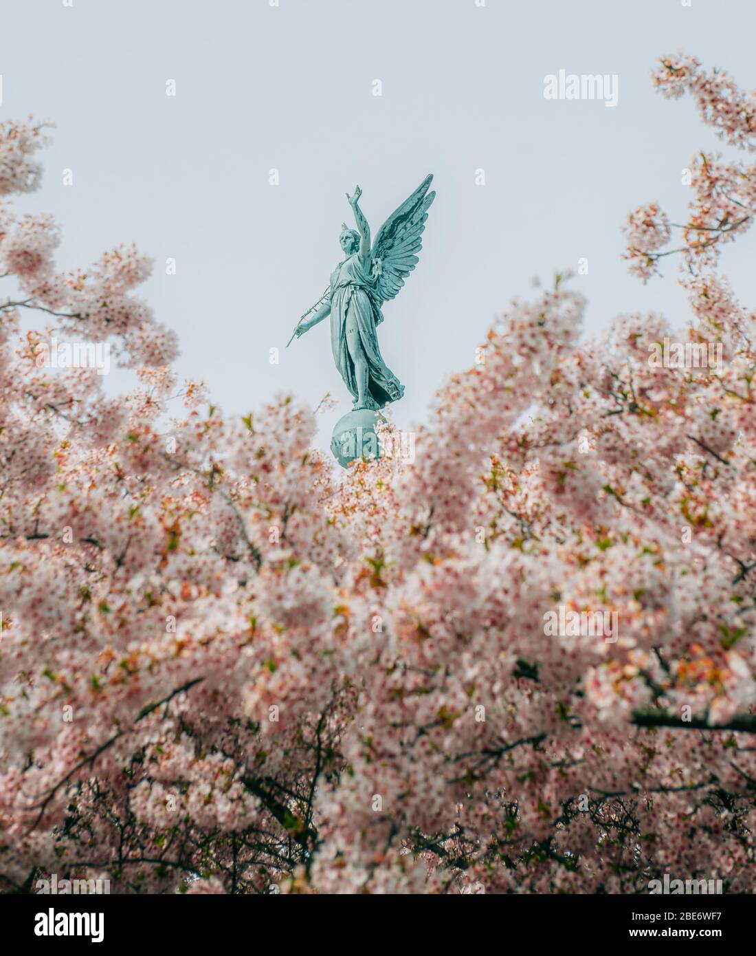 Cherry blossom in bloom on a Spring day at Langelinie in Copenhagen ...