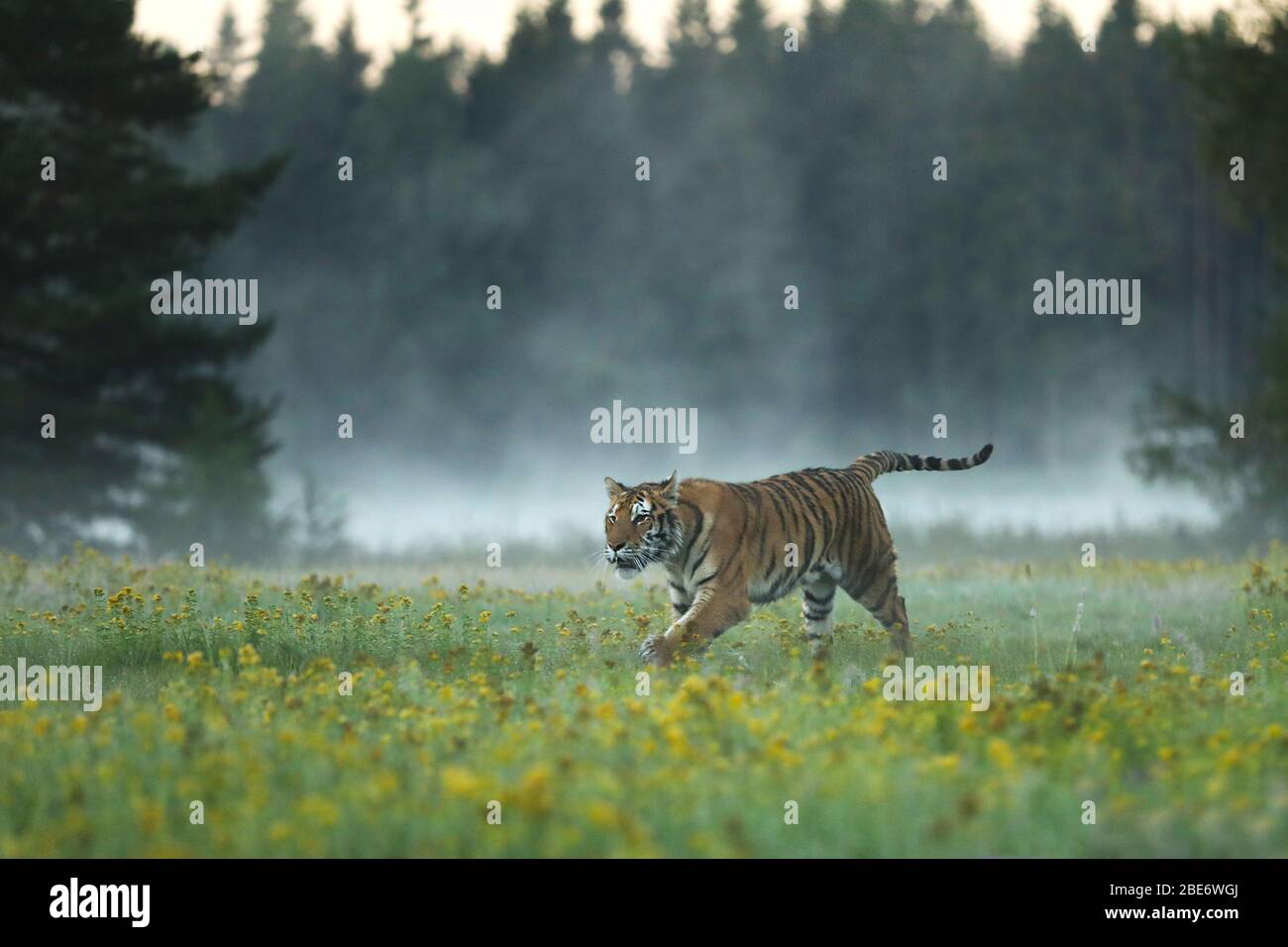Siberian tiger in beautiful habitat. Amur tiger running in the grass ...