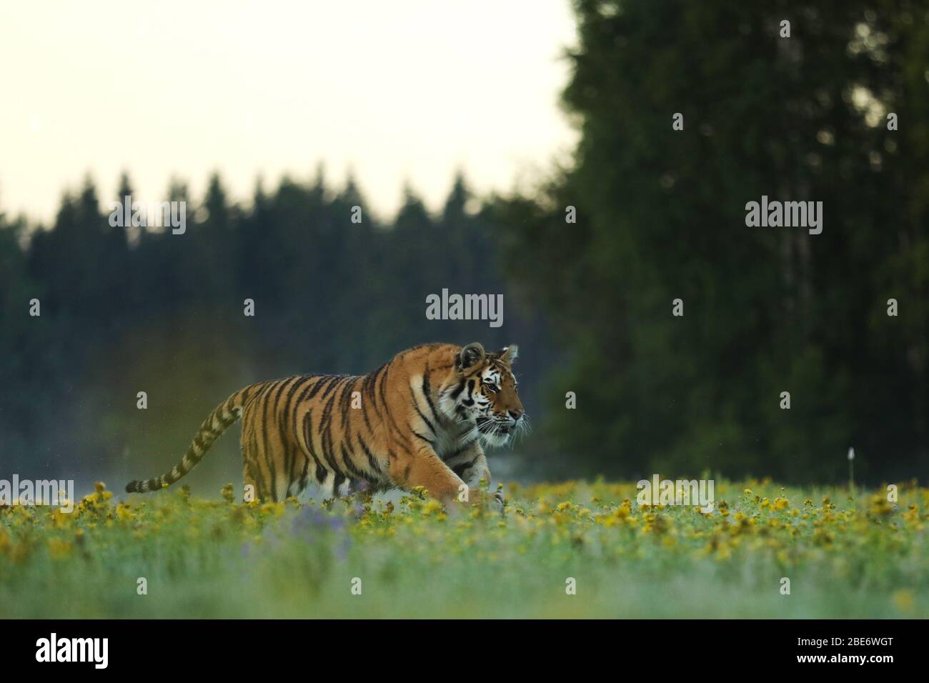 Siberian tiger in beautiful habitat. Amur tiger running in the flowered ...