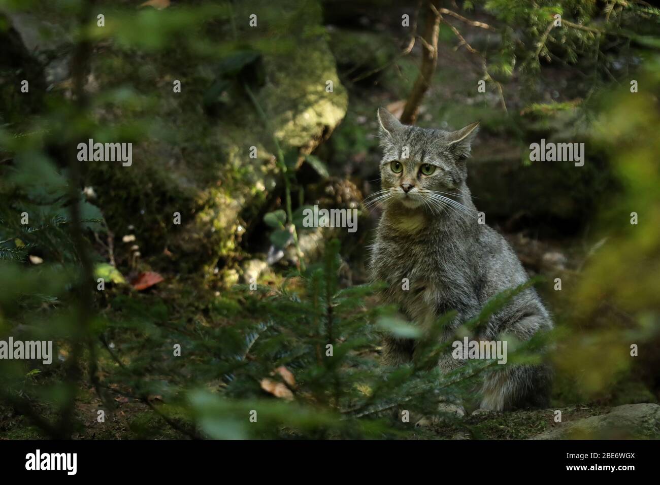 European wildcat forest wildcat felis hi-res stock photography and ...
