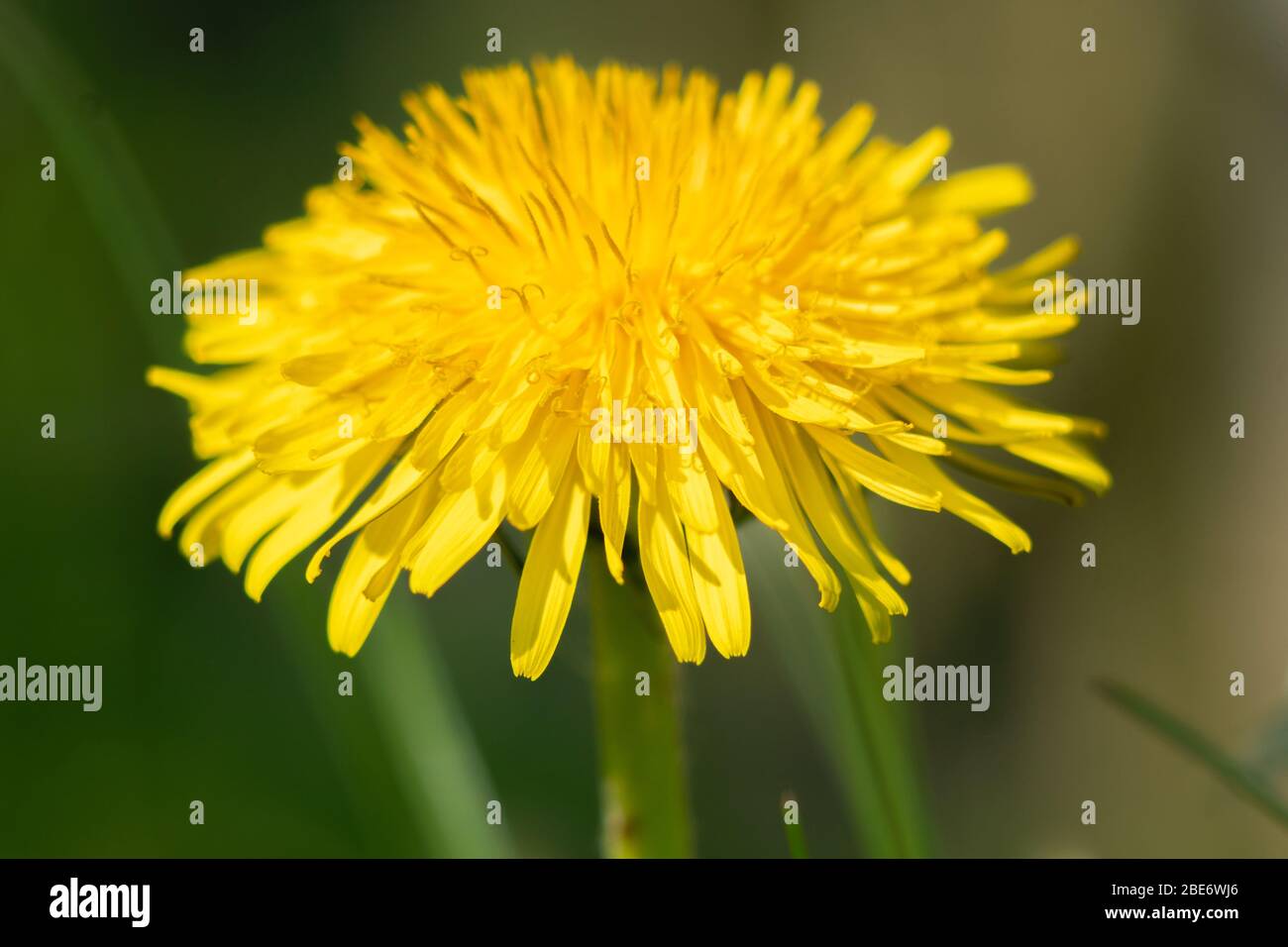 Image with a dandelion image hi-res stock photography and images - Alamy