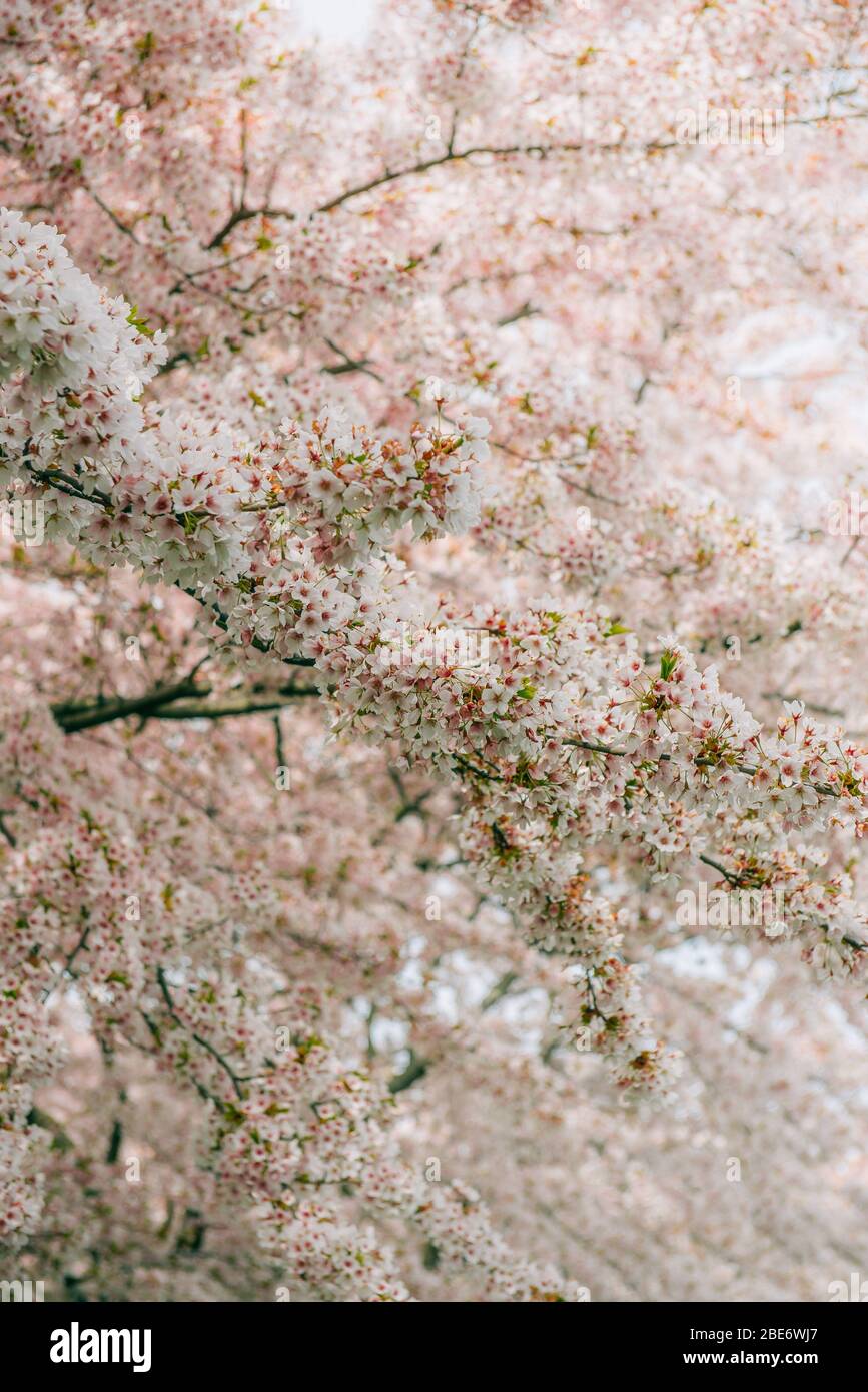 Portrait image of Cherry Blossom (Genus Prunus) trees in bloom during ...
