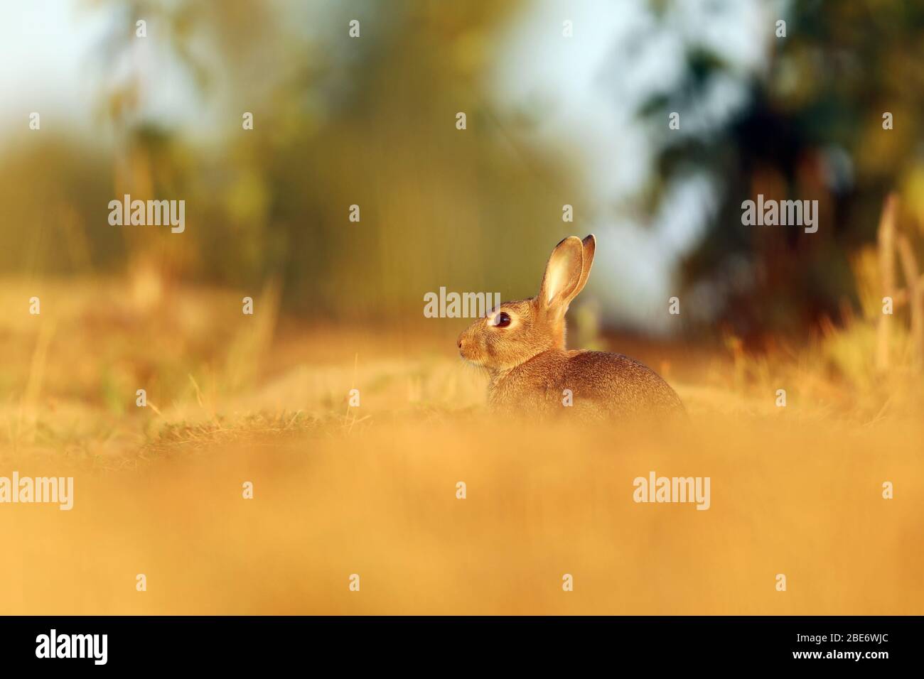 Rabbit bunny animal nature wildlife hi-res stock photography and images ...