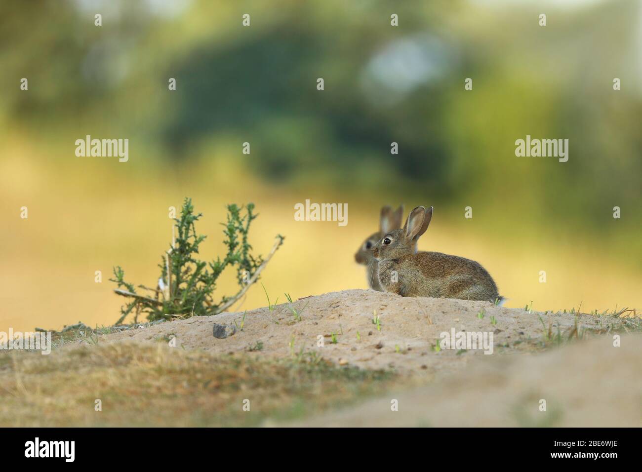 European rabbit or common rabbit, Oryctolagus cuniculus, sit in the ...