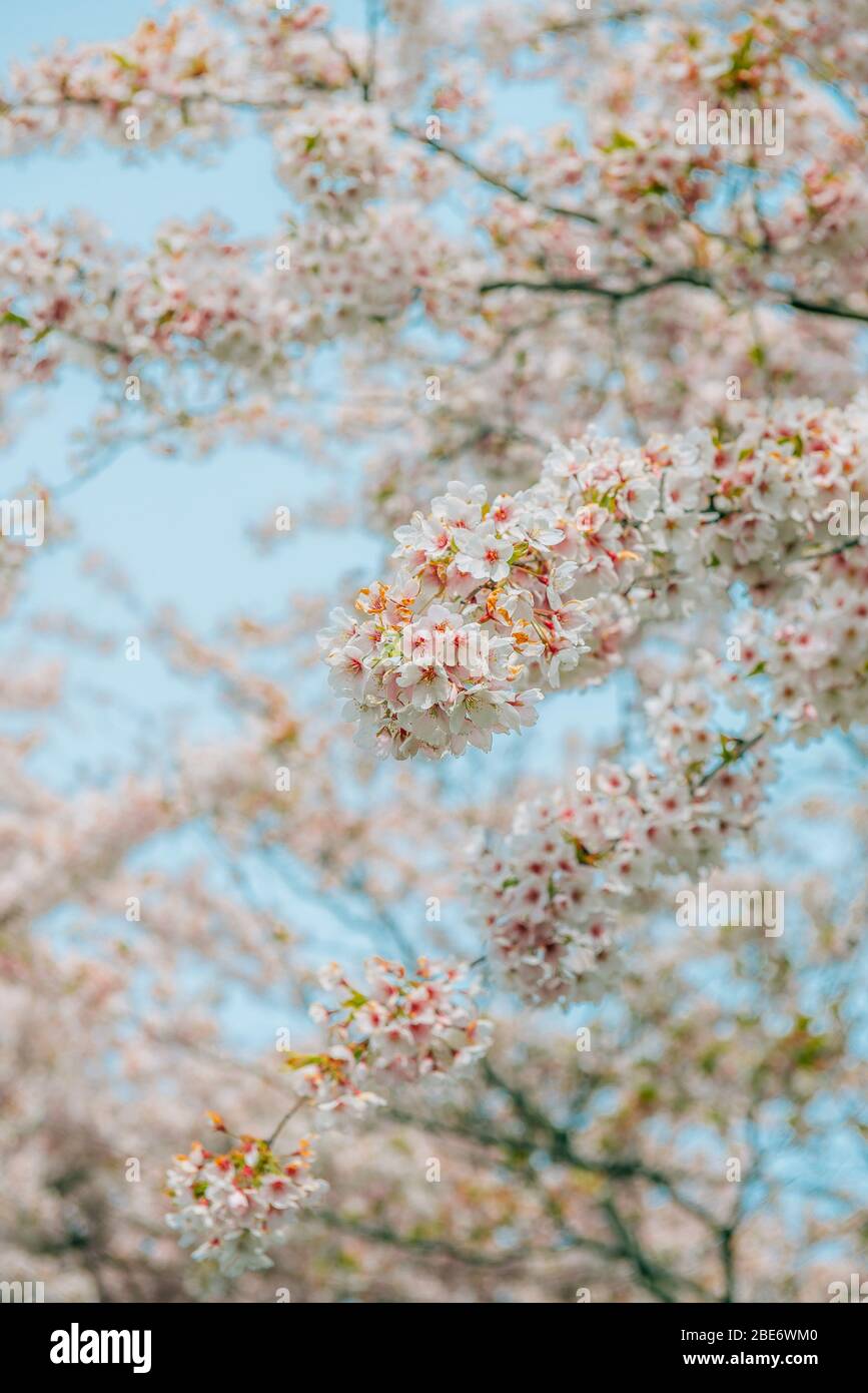 Portrait image of Cherry Blossom (Genus Prunus) trees in bloom during ...