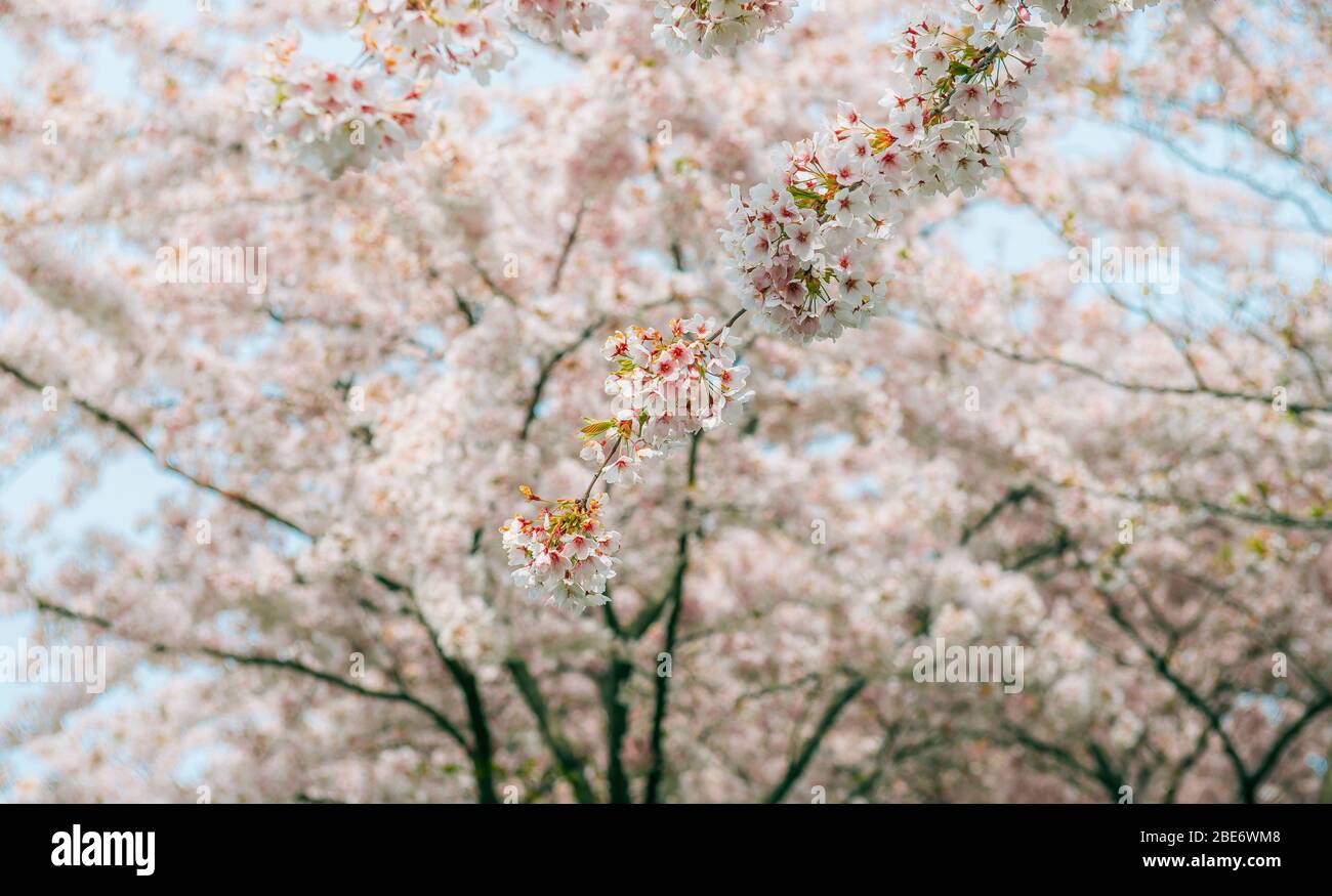 Close up detail photograph of cherry blossom (genus prunus) trees in ...