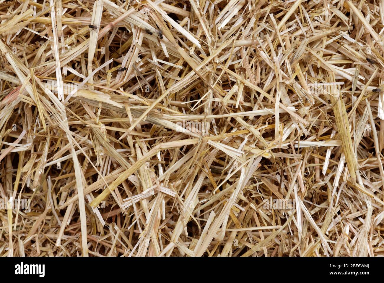 Straw surface. Straw pack texture. Stack of straw texture image. Dry ...