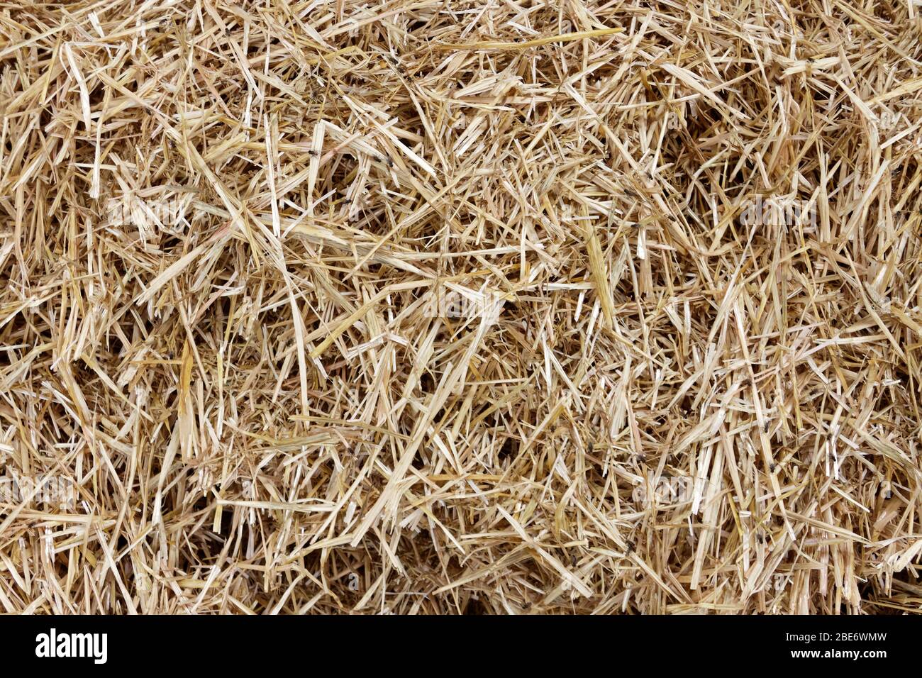 Straw surface. Straw pack texture. Stack of straw texture image. Dry ...